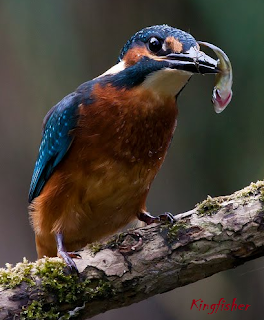 Burung Raja Udang - Kingfisher - Alam Mentari