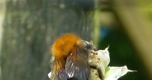 Pembrokeshire Wildlife: Tree Bumblebee nest