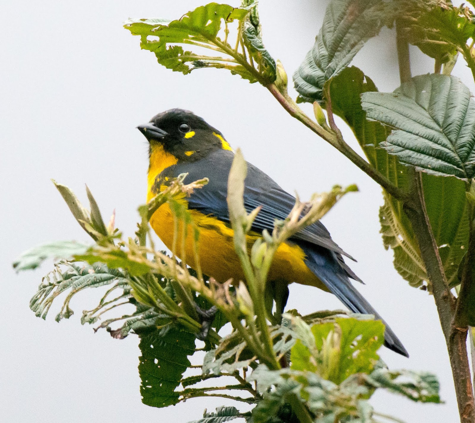 Gordon's Birding Adventures: Ecuador - The Tanagers
