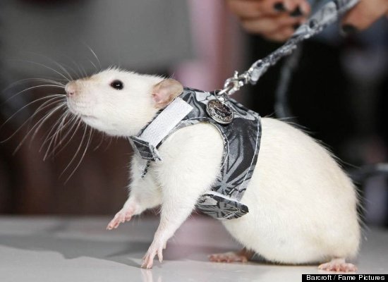 Kuweight 64: RAT FASHION SHOW 2011 IN NEW YORK