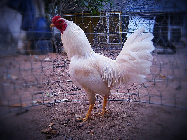 Bán - Gà tre lai mỹ đá cựa [ 24.02.2013 ] | Diễn đàn Nông nghiệp Việt Nam