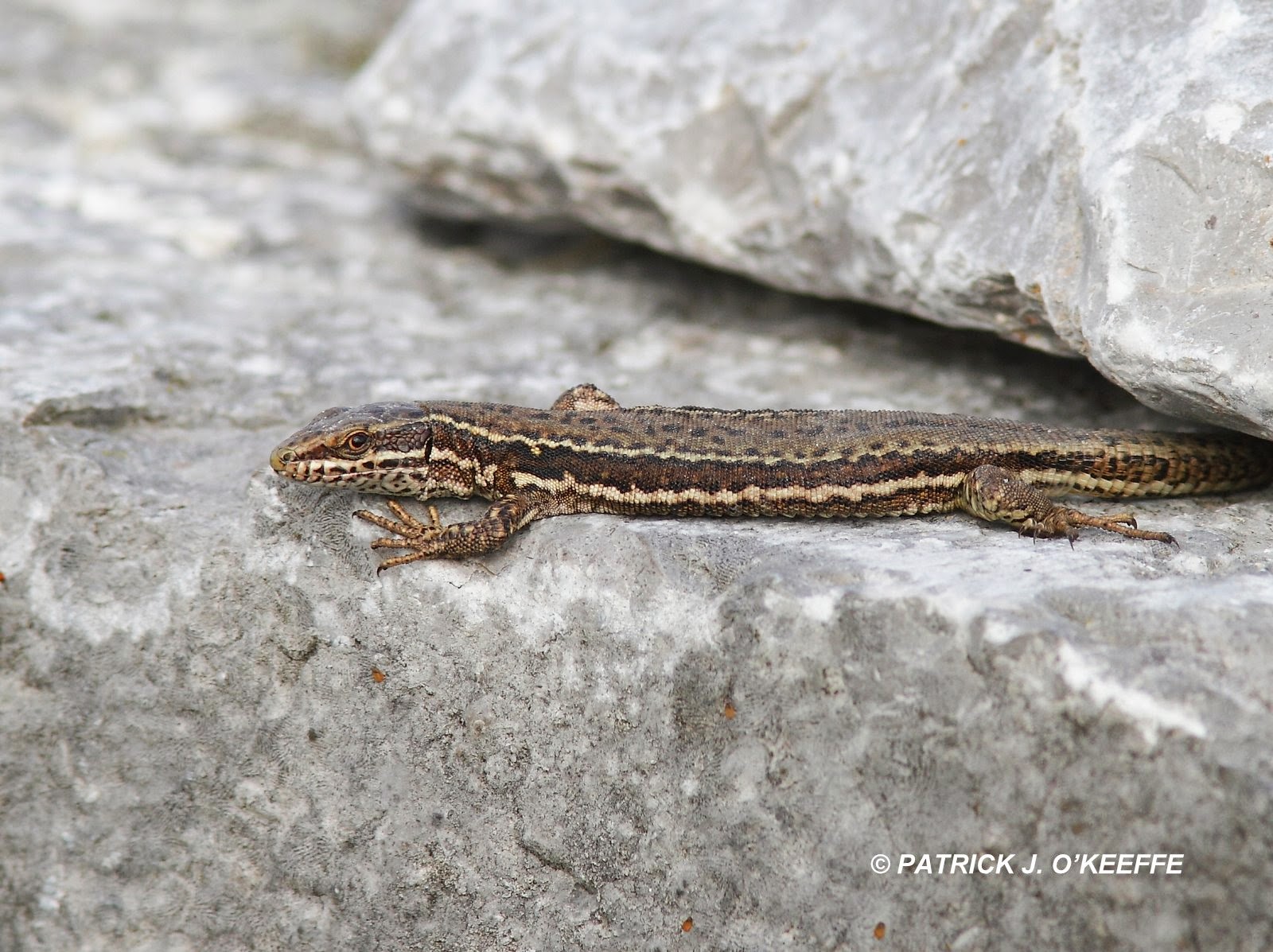 Raw Birds: IBERIAN WALL LIZARD (Podarcis hispanica) Parque Natural ...