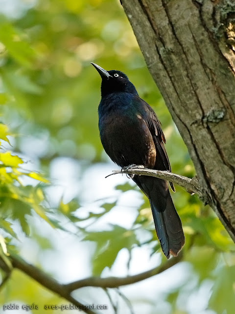 mis fotos de aves: Quiscalus quiscula Zanate Común Common Grackle