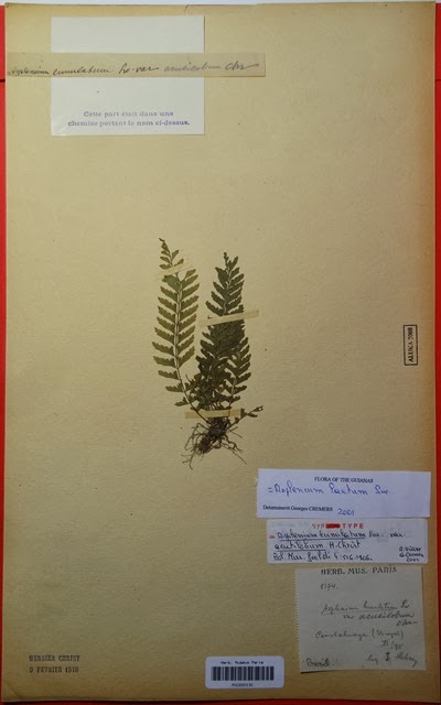 Jacques Huber and the Amazonian Botany: Plant collections