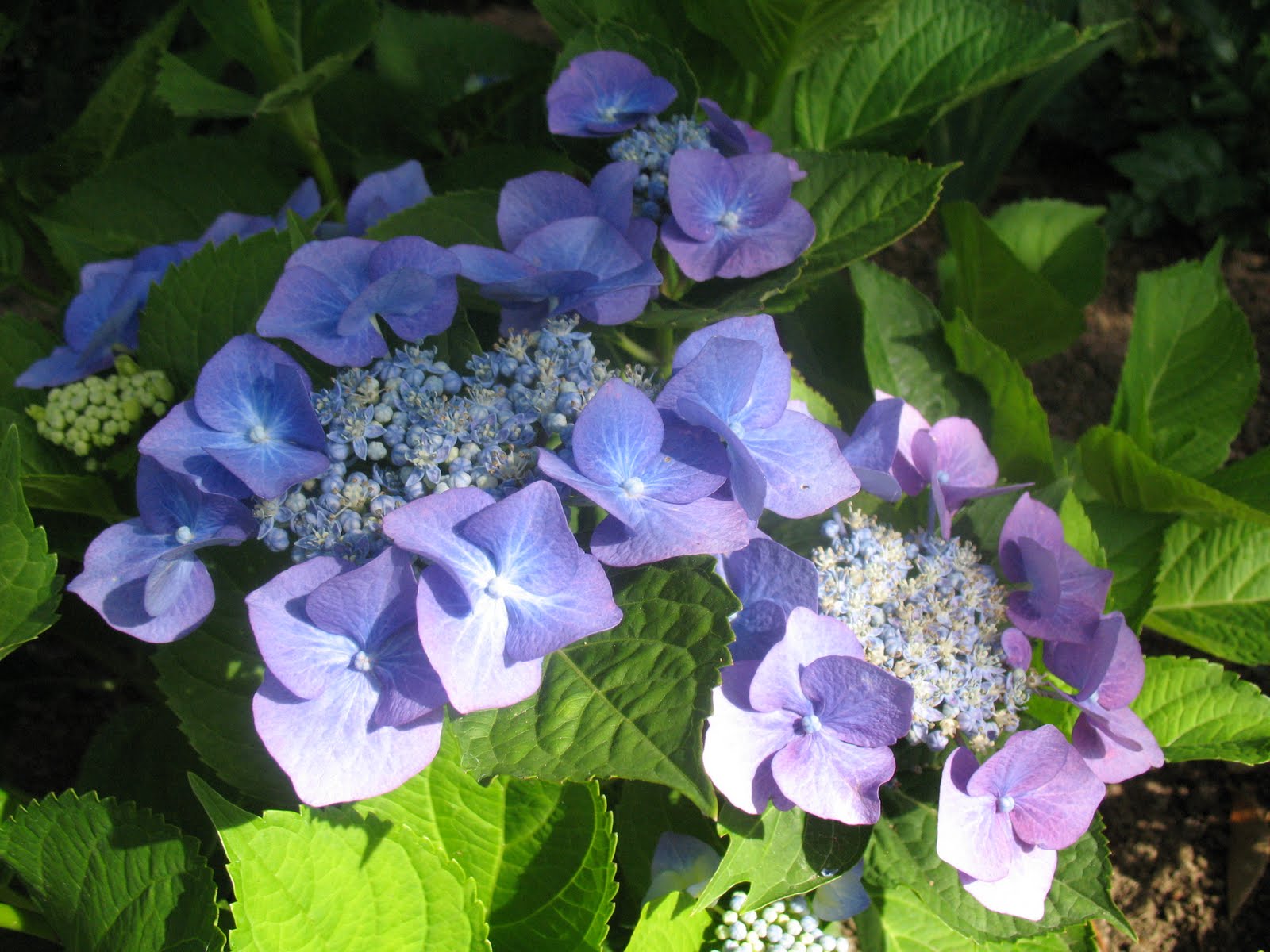 Roses du jardin Chêneland: Hydrangéa serrata "Blue Bird"