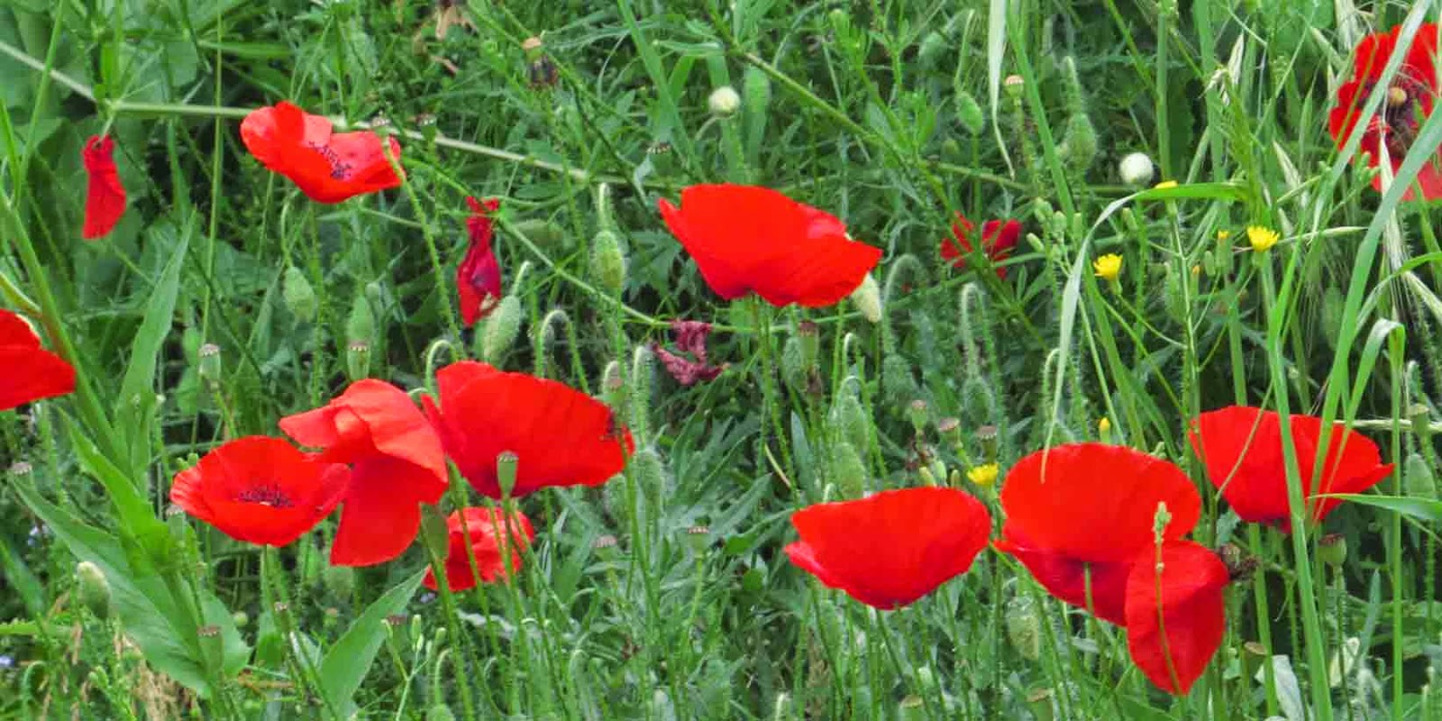 Girls Gardening in France: Primary Colours