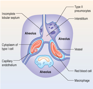 ZSMedicine: The alveoli