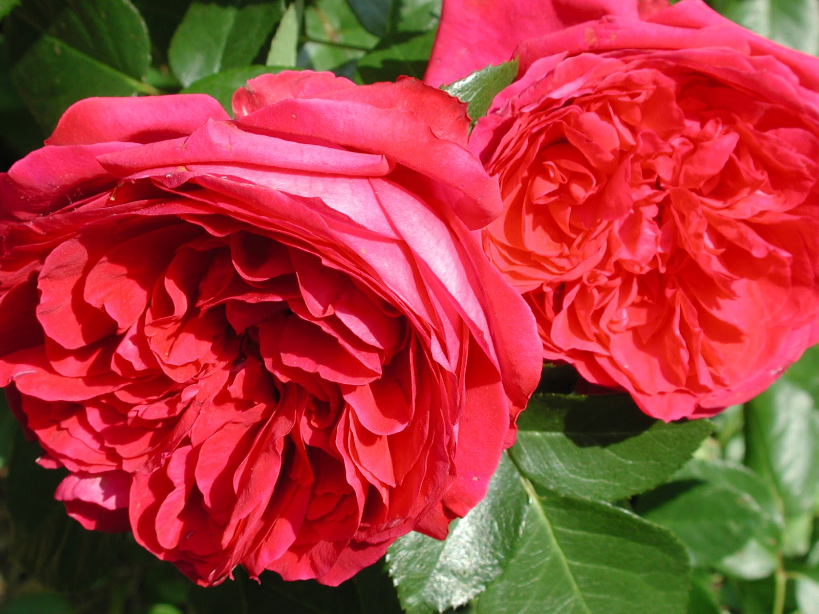 Rose Fever is back (and hotter than ever) | The Dirt Diaries