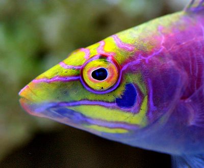 Wrasse - Wild Life Planet