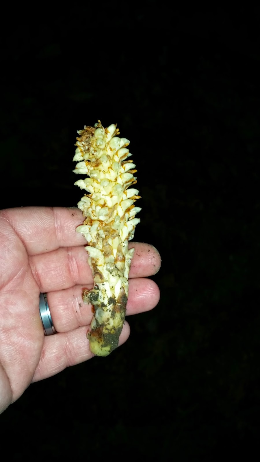 The 7 P's Blog: Wild Medicinal: Squaw Root (Conopholis Americana) - The ...