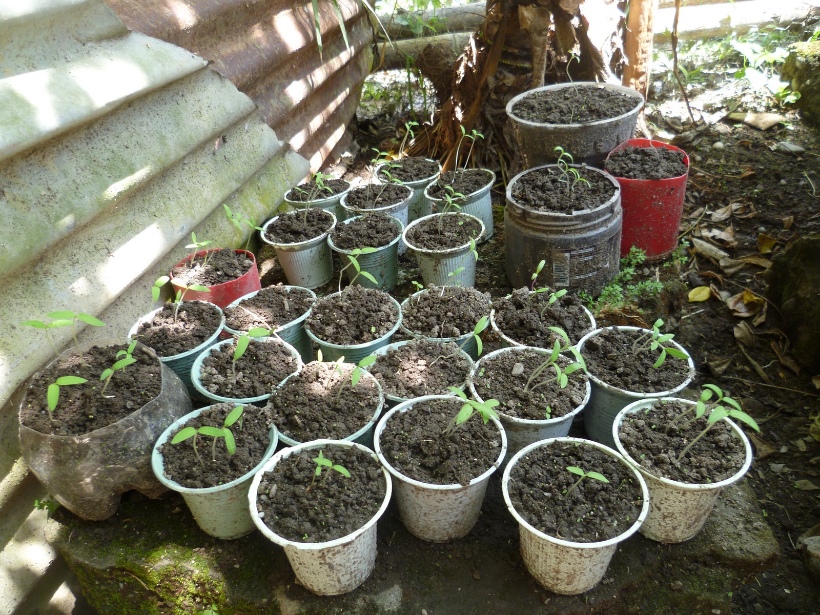 PRODUCCIÓN ORGÁNICA DE CULTIVOS: SEMILLEROS