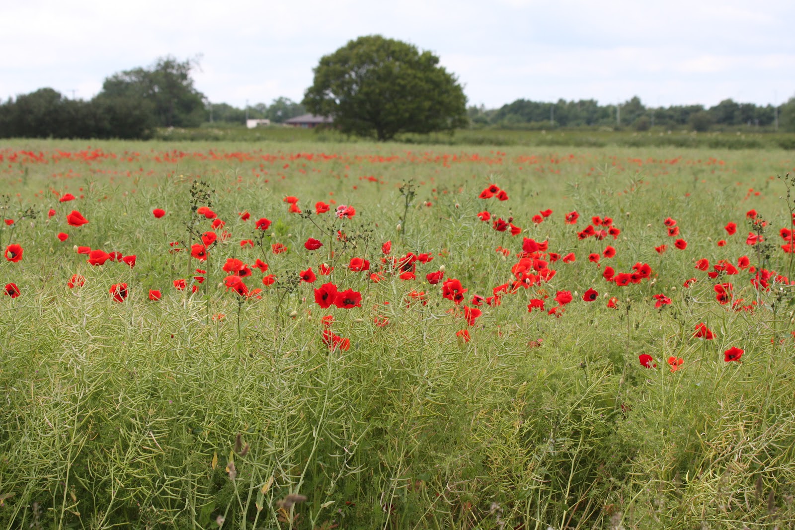 Exmouth Birder: Staffs Birding