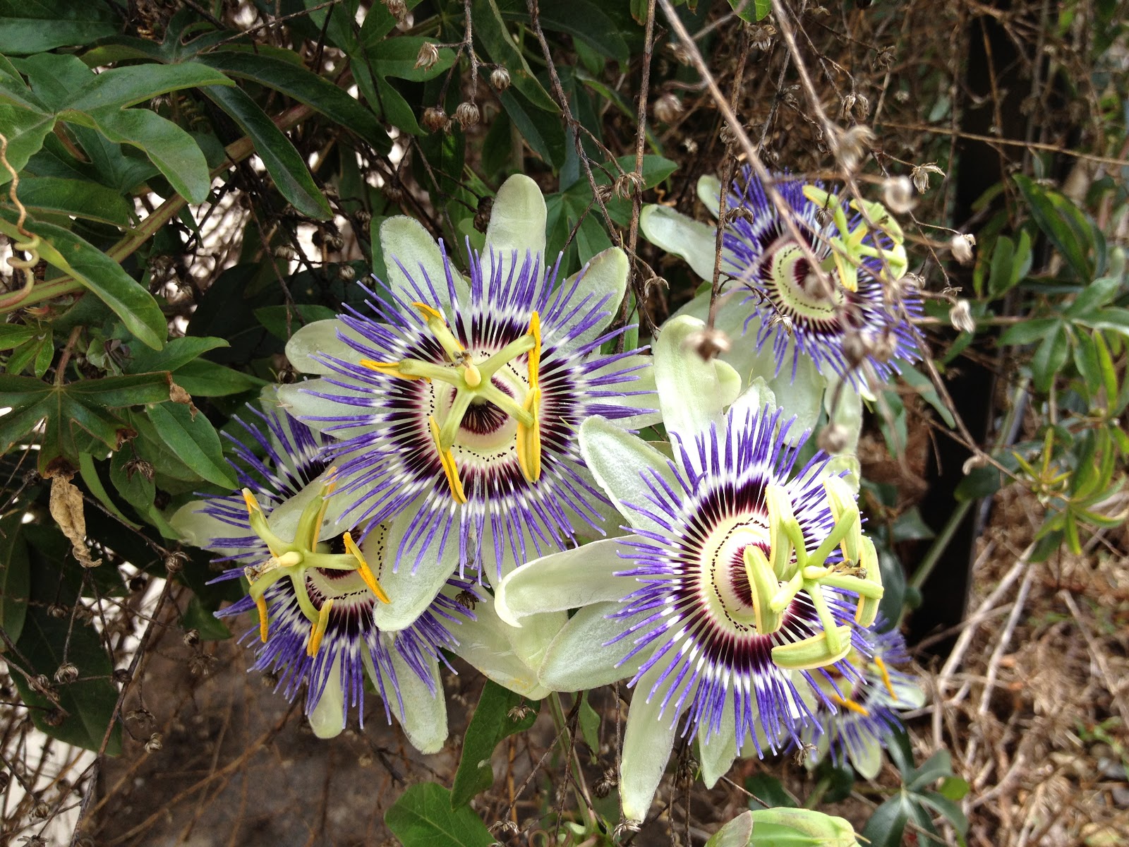 PHILLY TREES: MAYPOP