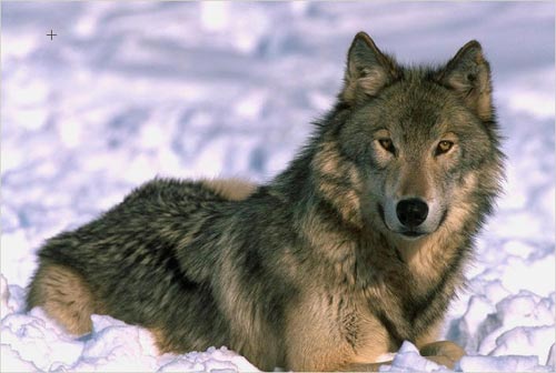 Animales en peligro de extinción: El lobo