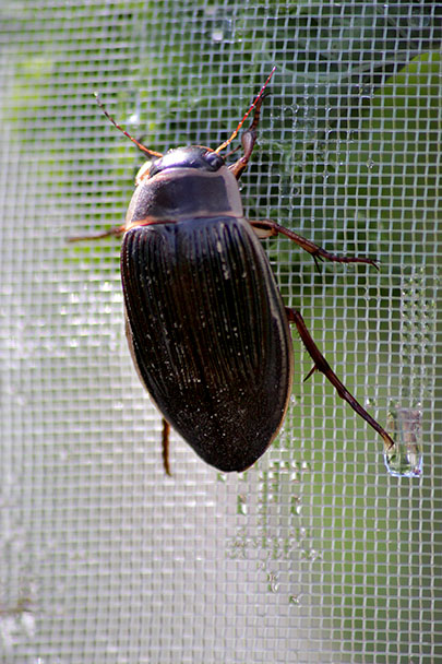 Autuas olo: Torakka?