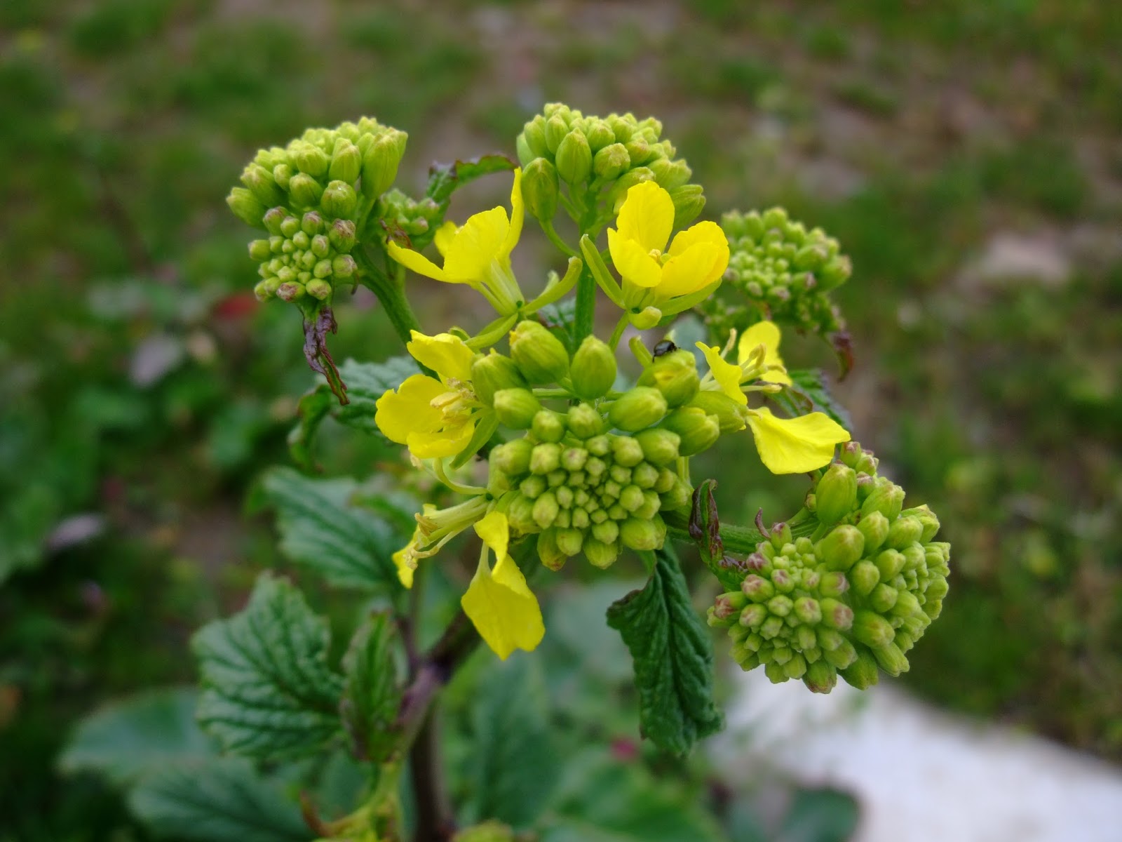 HERBAL PICNIC: CHARLOCK MUSTARD