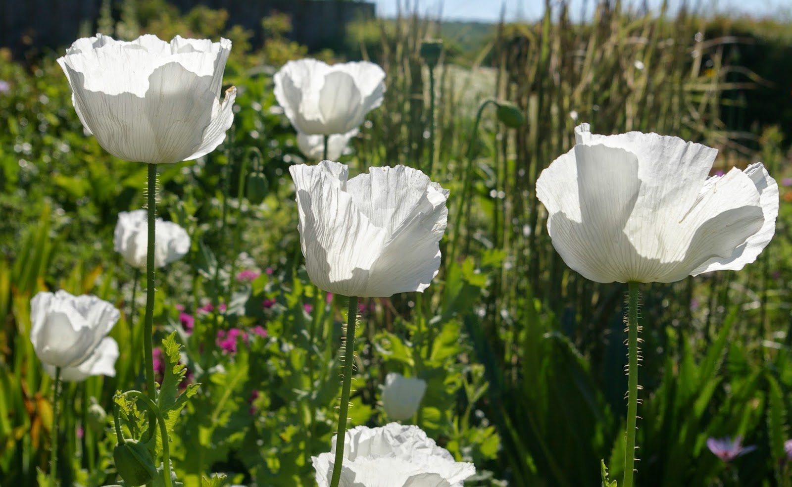 John Grimshaw's Garden Diary: White poppies