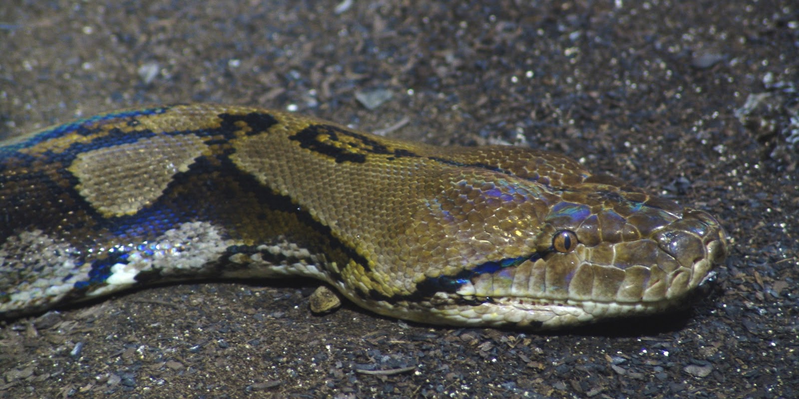 Animales en el Planeta: La pitón reticulada (Python reticulatus ...