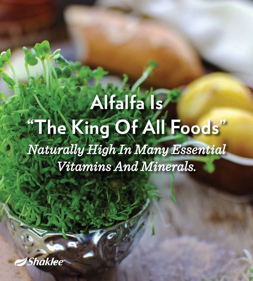 KEBAIKAN DAN KELEBIHAN ALFAFA SHAKLEE « SpaQ and Wellness