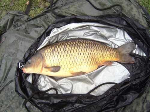 POLATLI HABER SON DAKIKA: Sazan Balığı Avlama Sezonu Kapandı