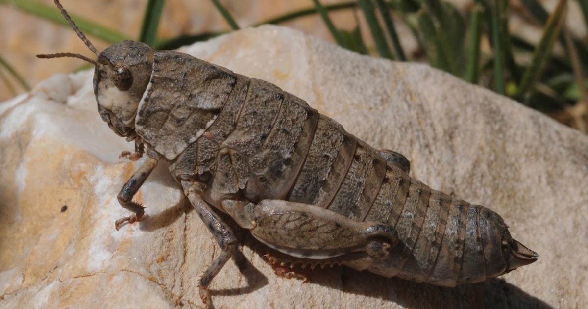 Species New to Science: [Entomology • 2016] Pamphagidae (Orthoptera ...