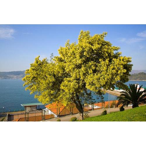 Tarım Siteniz: Akasya Ağaçları (Acacia Trees)