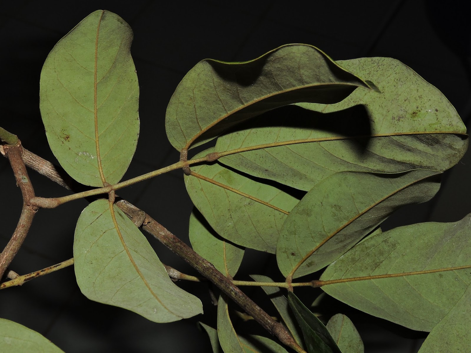 The Flowering plants (Leguminosae - Fabaceae): Fabaceae - Swartzia ...