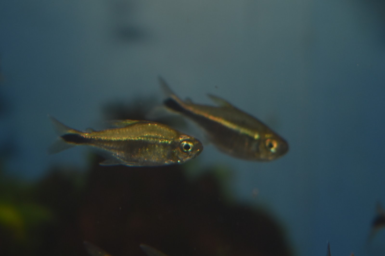 ZOOTOGRAFIANDO (6.100 ANIMALS): TETRA ENERO (Hemigrammus hyanuary)