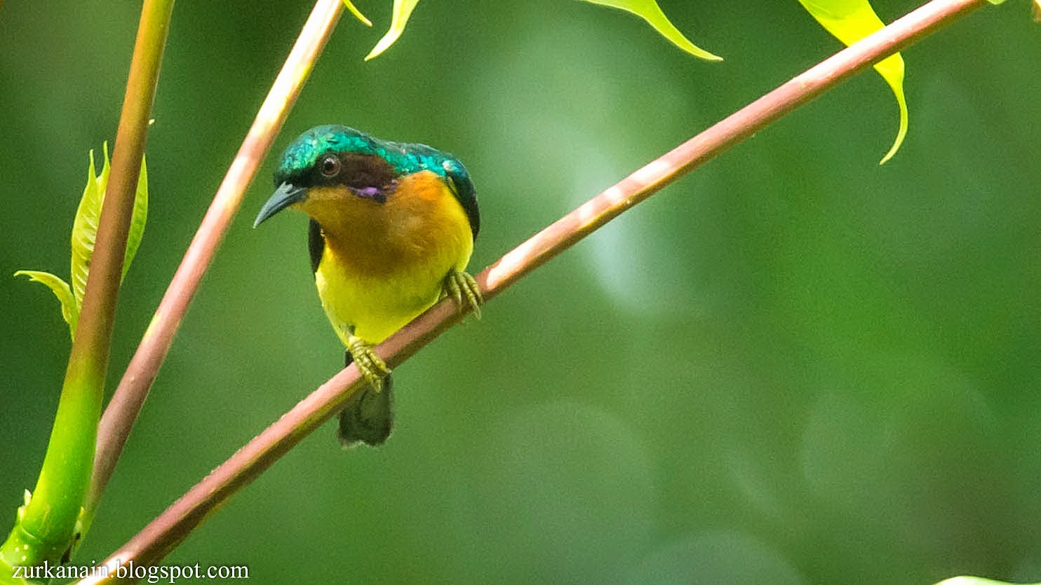 Zul Ya - Birds of Peninsular Malaysia: Ruby Cheeked Sunbird