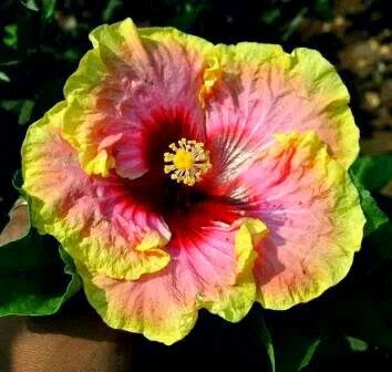 Hibiscus/Joba flower_013