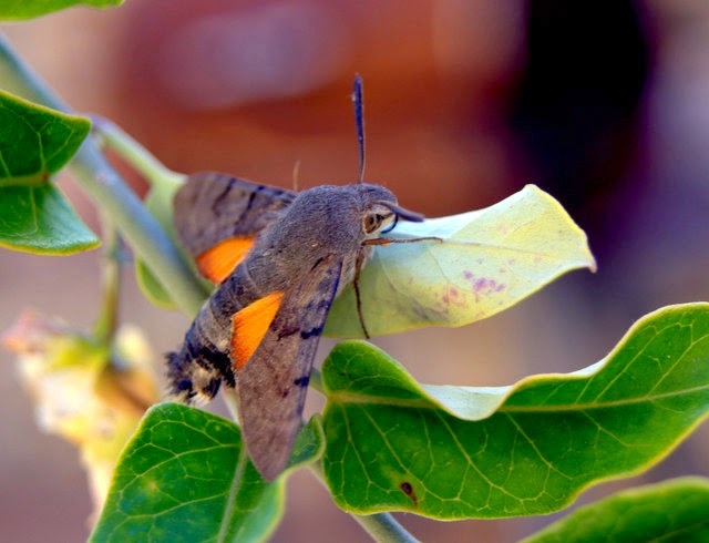EL MUNDO DE YUYU: Polilla La esfinge Colibrí