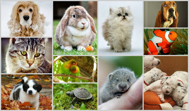 COMO ELEGIR LA MASCOTA IDEAL