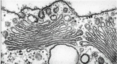 Biologia celular: construindo conhecimentos: Sistema de Endomembranas