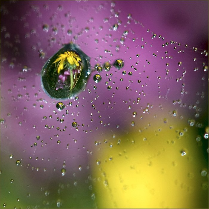 Beautiful Drops - Macro Photography ~ HumorSurf