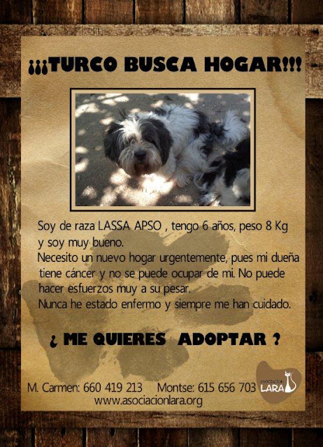 NOBLE GALGO: Turco necesita un hogar‏.