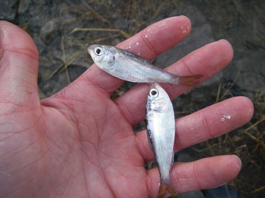Threadfin Shad Fly Pattern