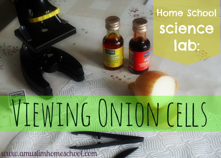 a muslim homeschool: Viewing onion cells with a kids microscope