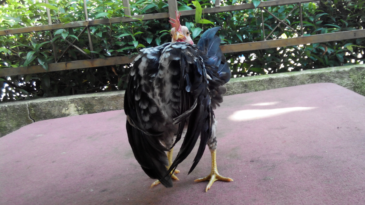 Serama Malaya: Panglima Hitam Malaya (The Malayan Black Warrior)