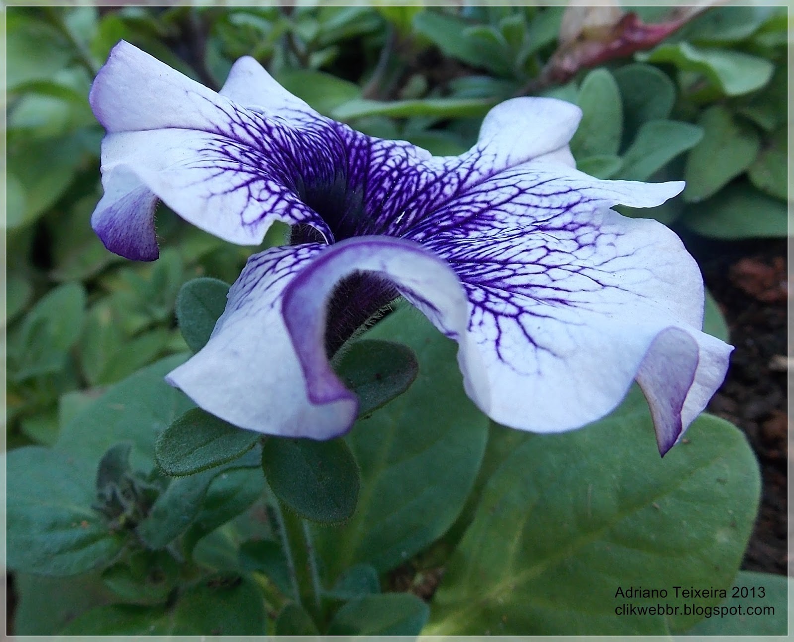 Mundo das Plantas : Petúnia Flor