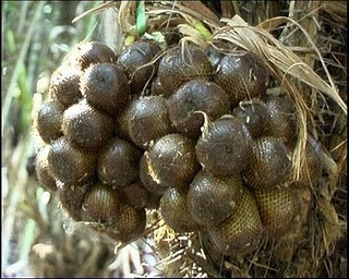 Crop Cultivation: Salak tree