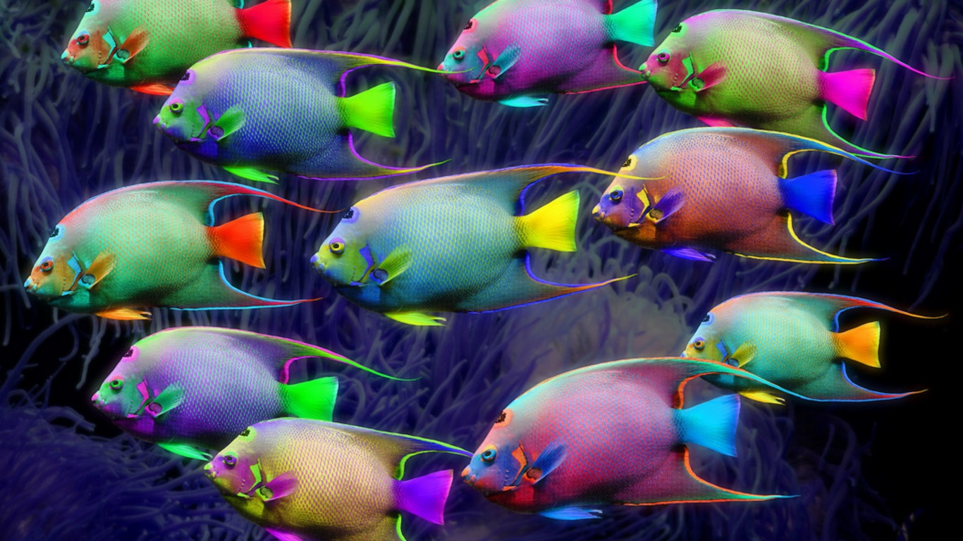 Blue Planet Heart: Pesci colorati Neon