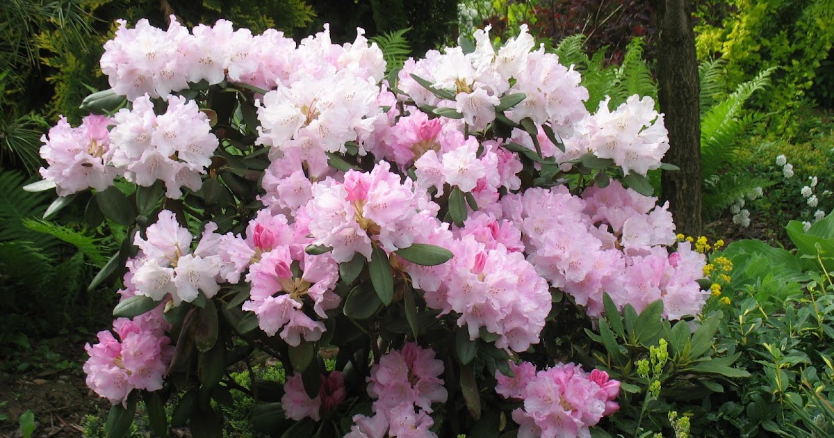 OGRÓD U STÓP KLASZTORU- ZIELONA OAZA : AZALIE I RODODENDRONY - UPRAWA I ...