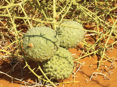 Hanas's Tower: March 2012