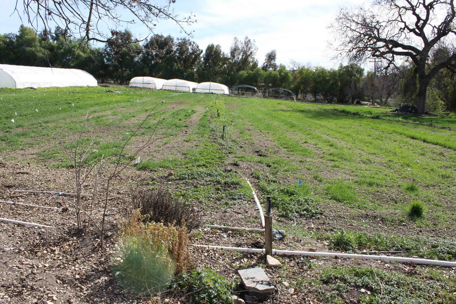 Los Angeles Bread Bakers: Update on Wheat Growing