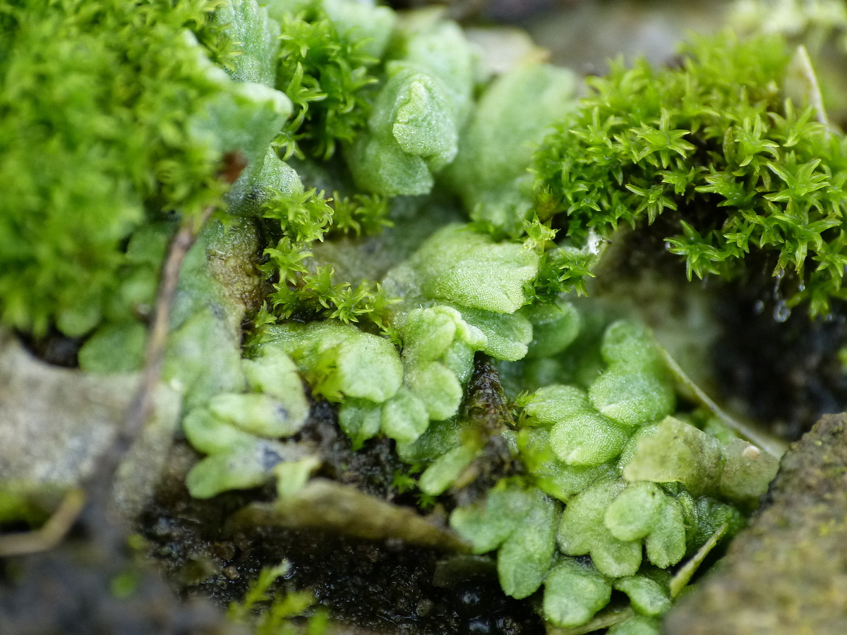 South Wales Bryophytes: Horns a-plenty