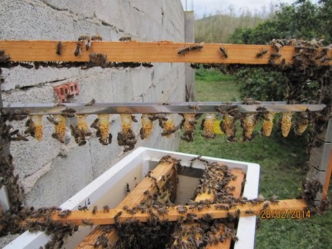 ΜΕΛΙΣΣΟΚΟΜΙΑ ΝΑΞΟΥ-NAXOS BEE: ΒΑΣΙΛΟΤΡΟΦΙΑ ΣΤΗΝ ΝΑΞΟ ΤΟΝ ΦΛΕΒΑΡΗ!!!
