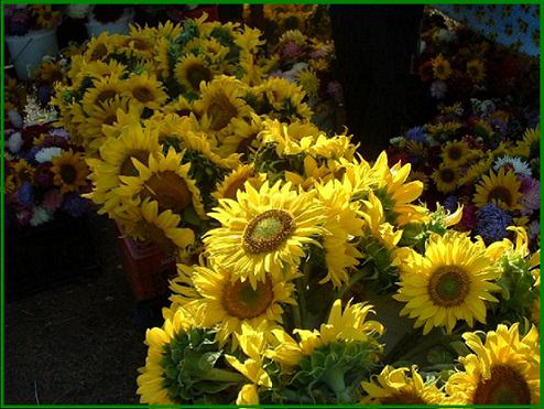 Briç Oyunu: Forsing Deklare