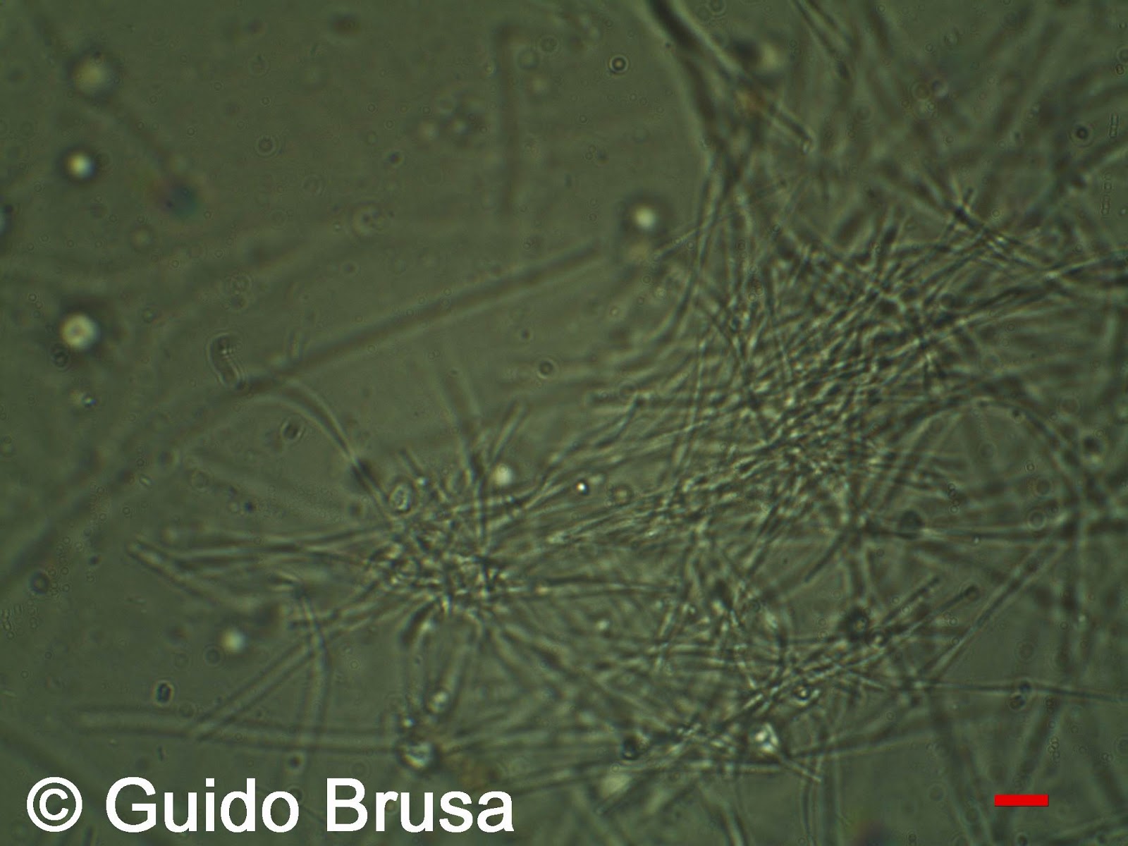 Flora Insubrica: Sphaerotilus natans