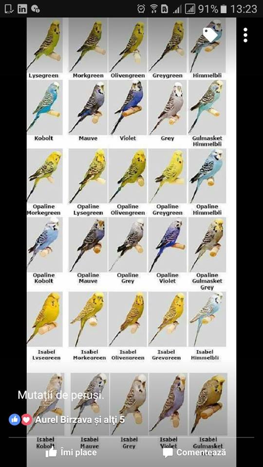 Pasari exotice - Toate speciile de papagali