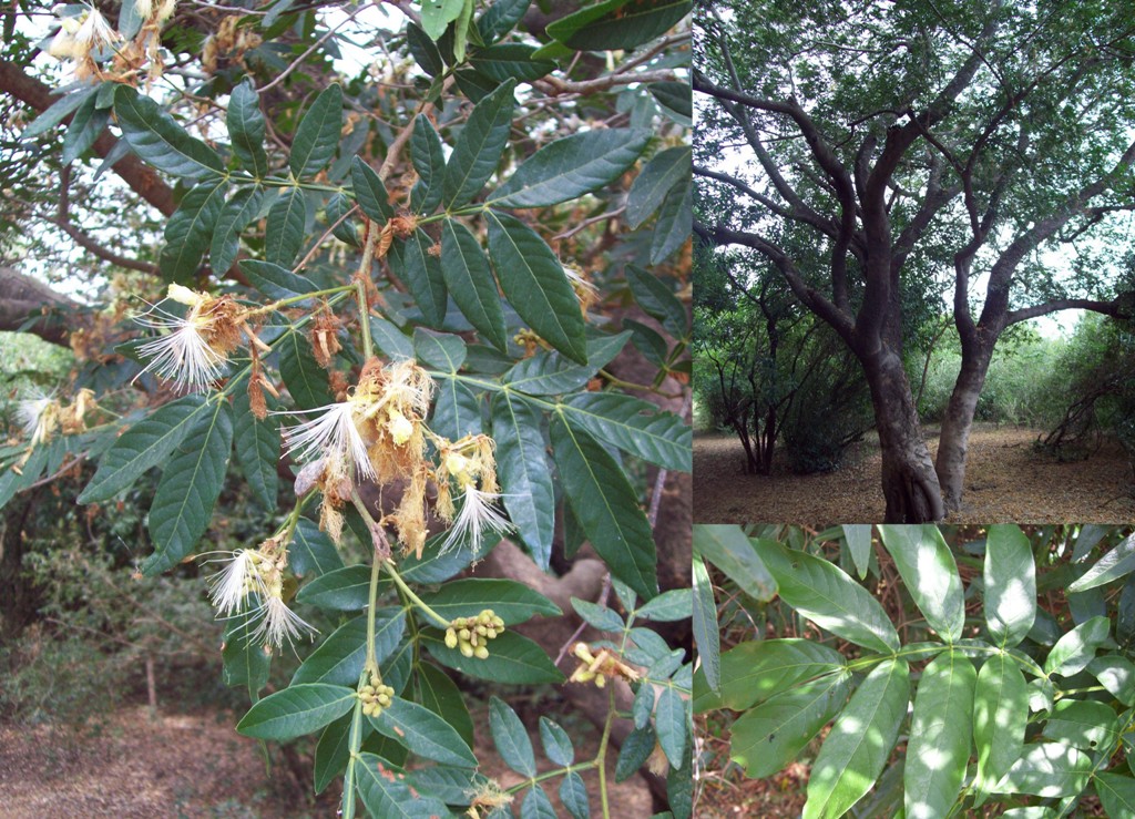 FOTOS DE FLORA NATIVA Y ADVENTICIAS DE URUGUAY : Inga uraguensis ...